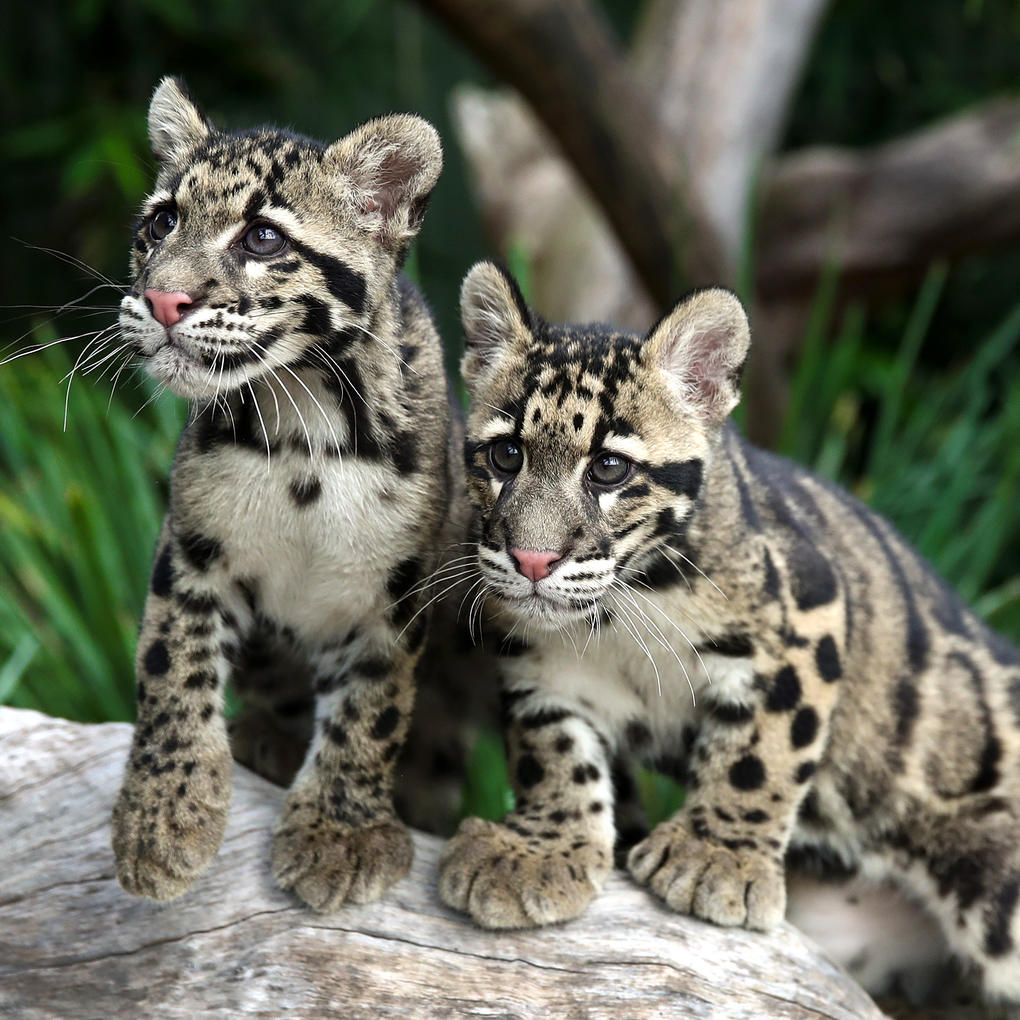 Wild Cat Conservation Centre | Meet in Regional NSW
