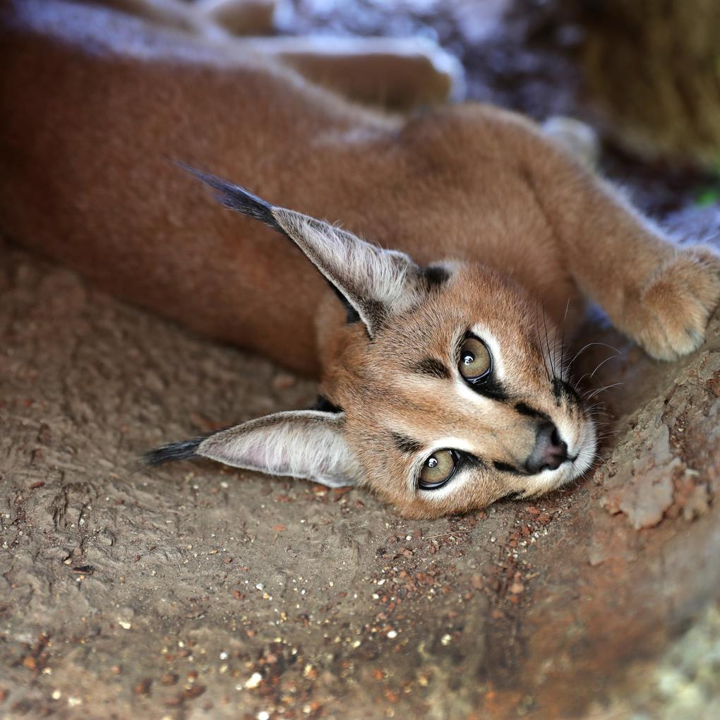 Wild Cat Conservation Centre | Meet in Regional NSW