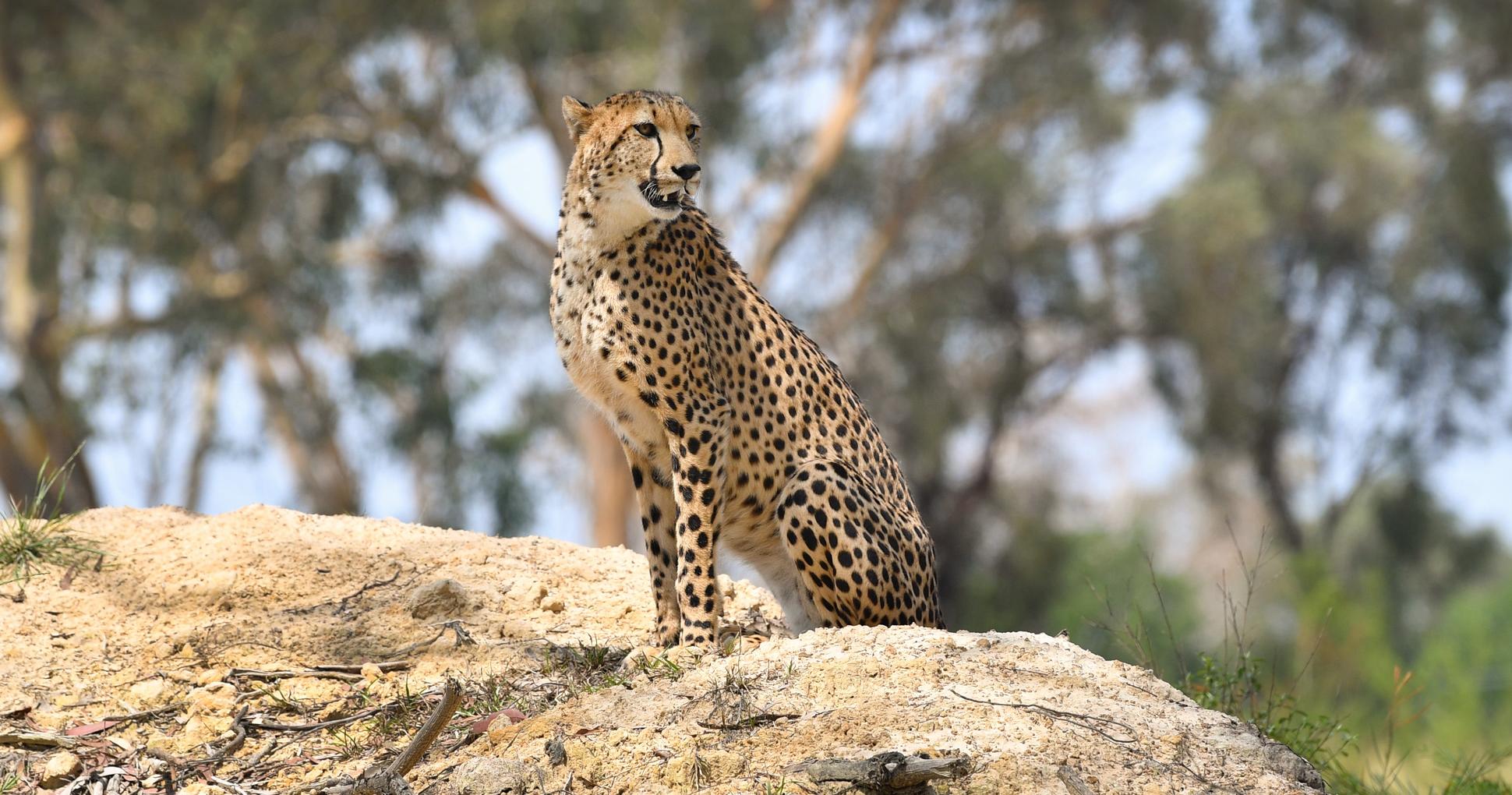Wild Cat Conservation Centre | Meet in Regional NSW