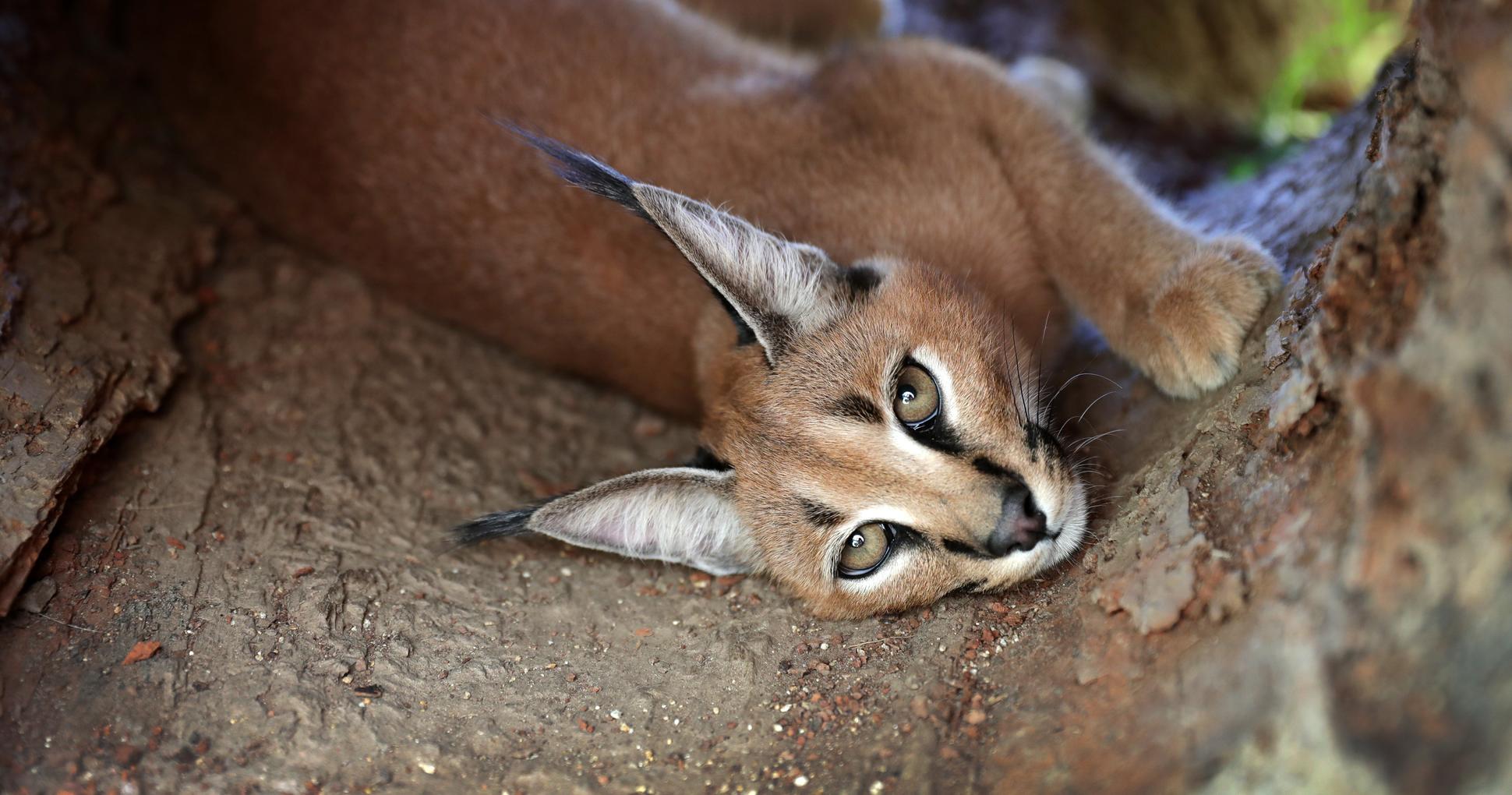 Wild Cat Conservation Centre | Meet in Regional NSW